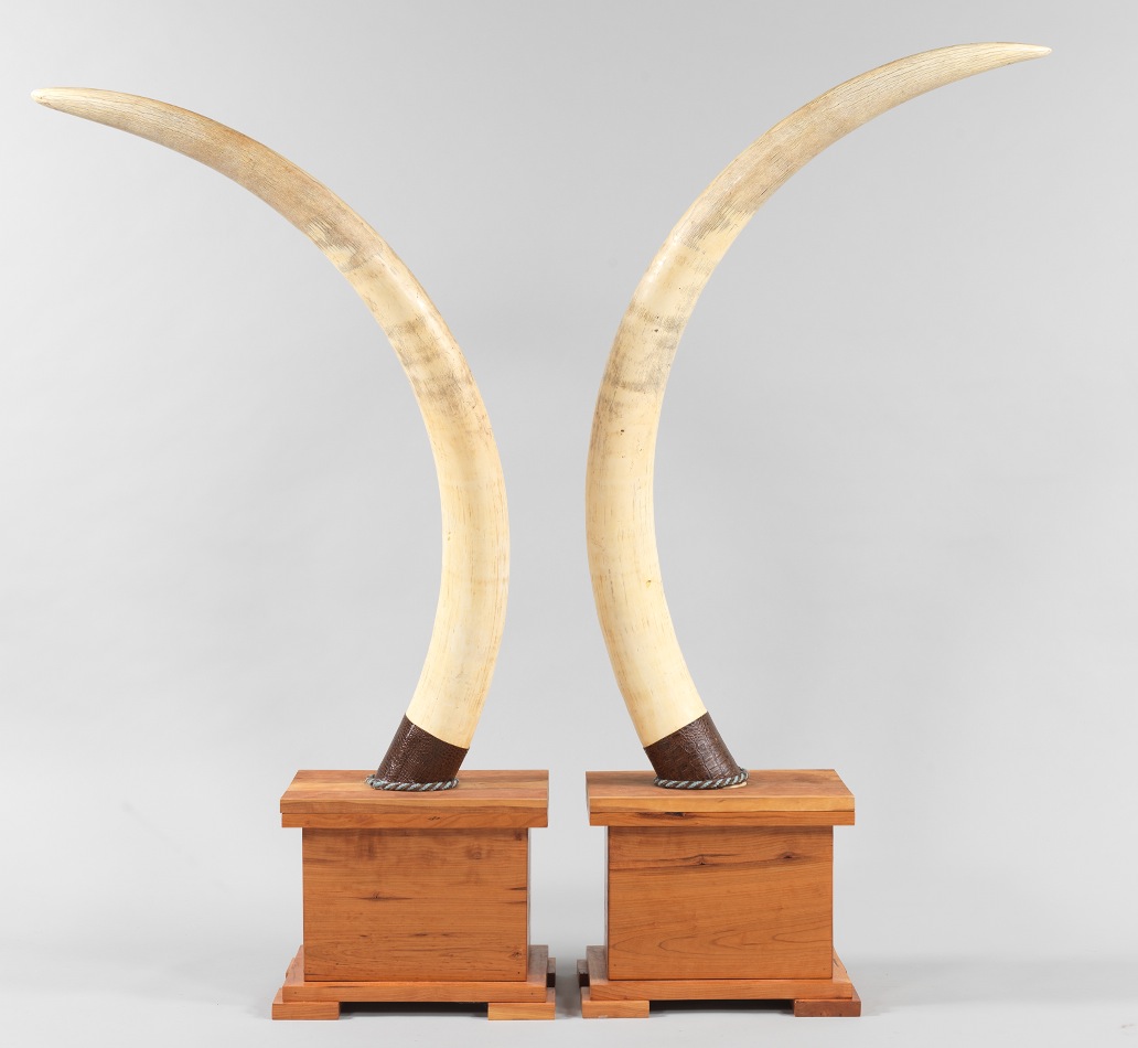 A Monumental Pair of Ivory Tusks, 03.30.12