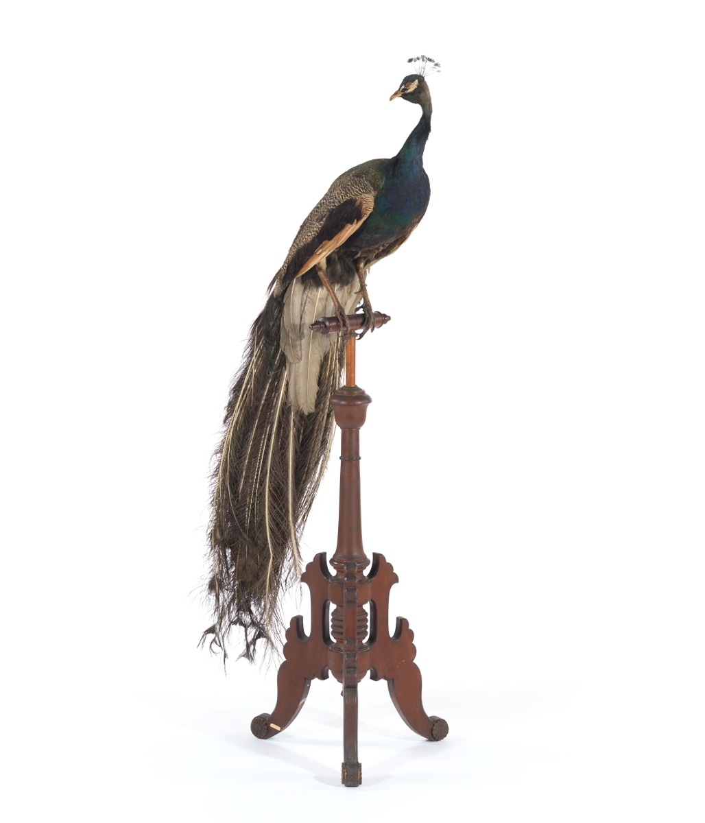 A Victorian Taxidermy Peacock on Wood Perch, 03.27.14, Sold: $258.75