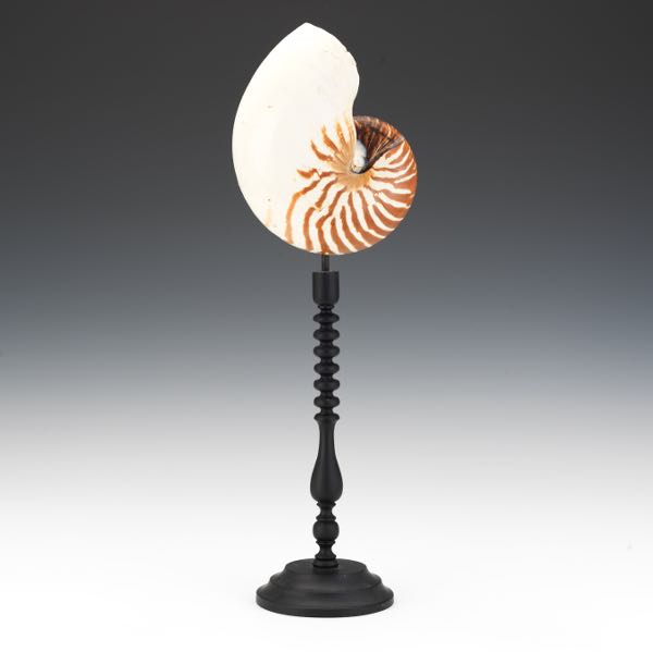 Nautilus Shell on Wood Stand